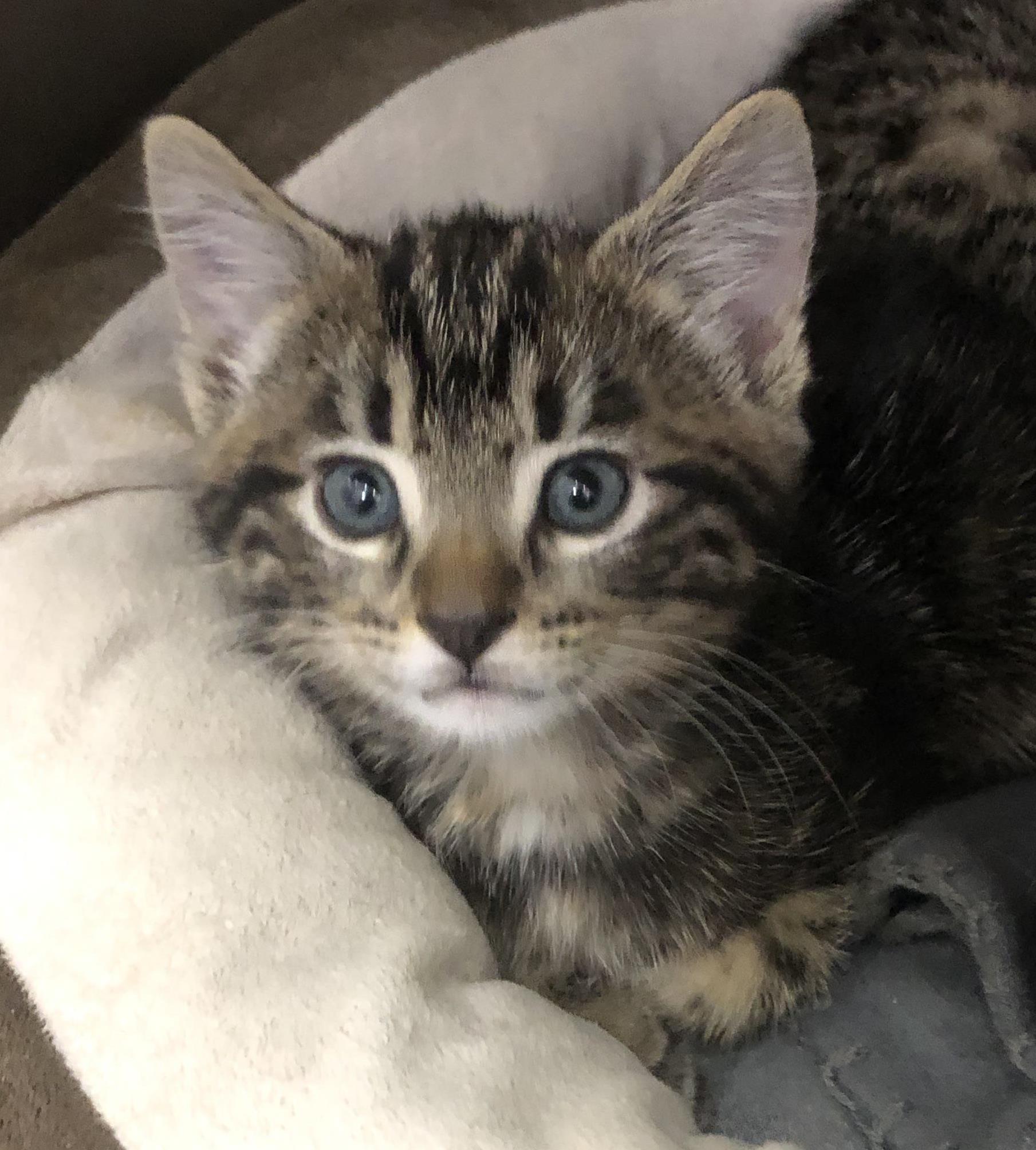 About Our Mission | Greater Huntsville Humane Society