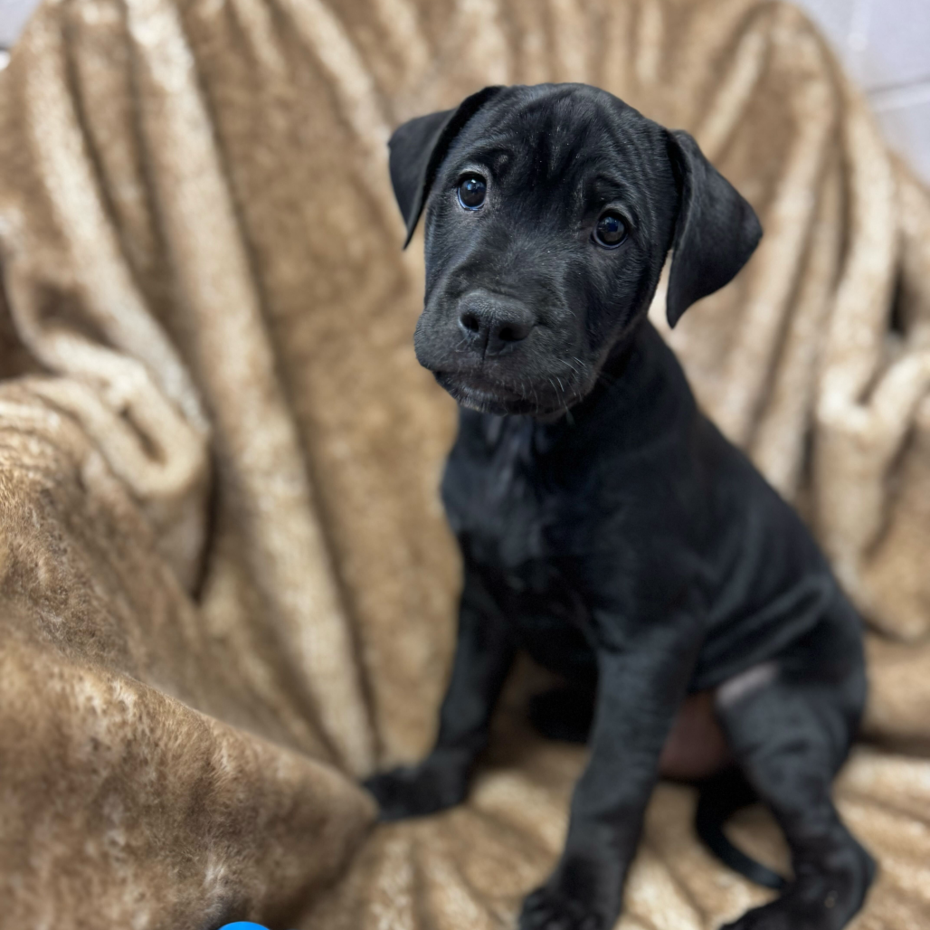 2025 GHHS Classic | Greater Huntsville Humane Society